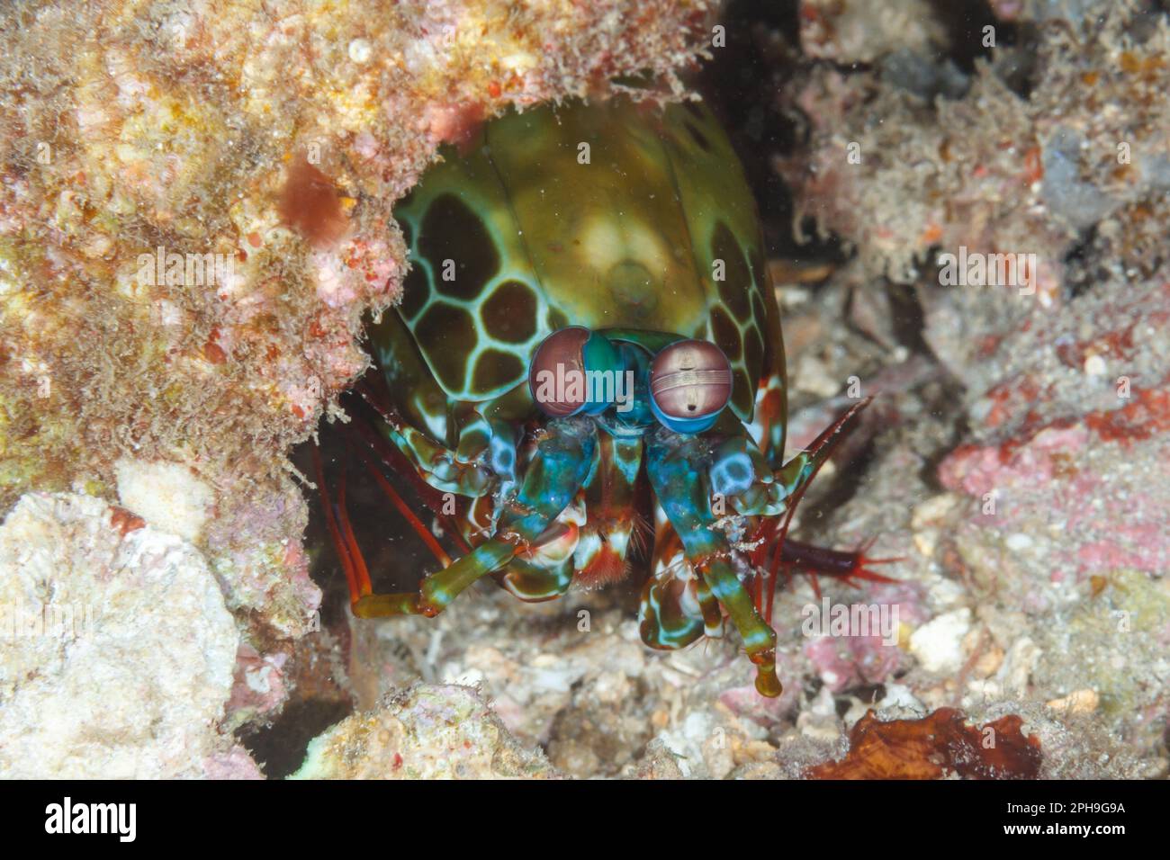 Peacock mantis shrimp odontodactylus scyllarus Banque de photographies ...