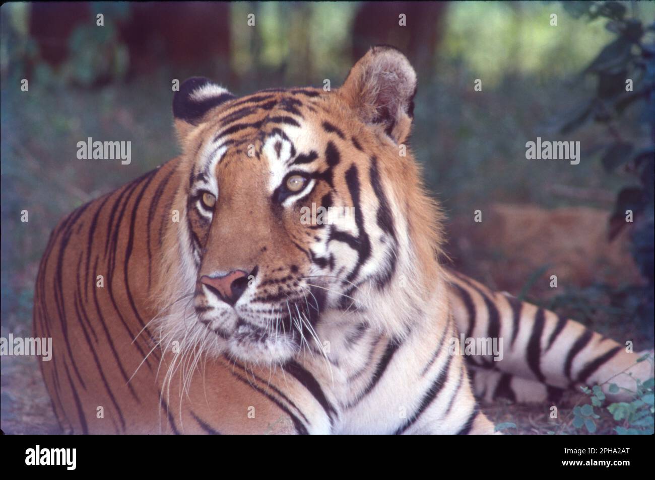 En Inde, les tigres représentent plus de 70 % de la population mondiale ...