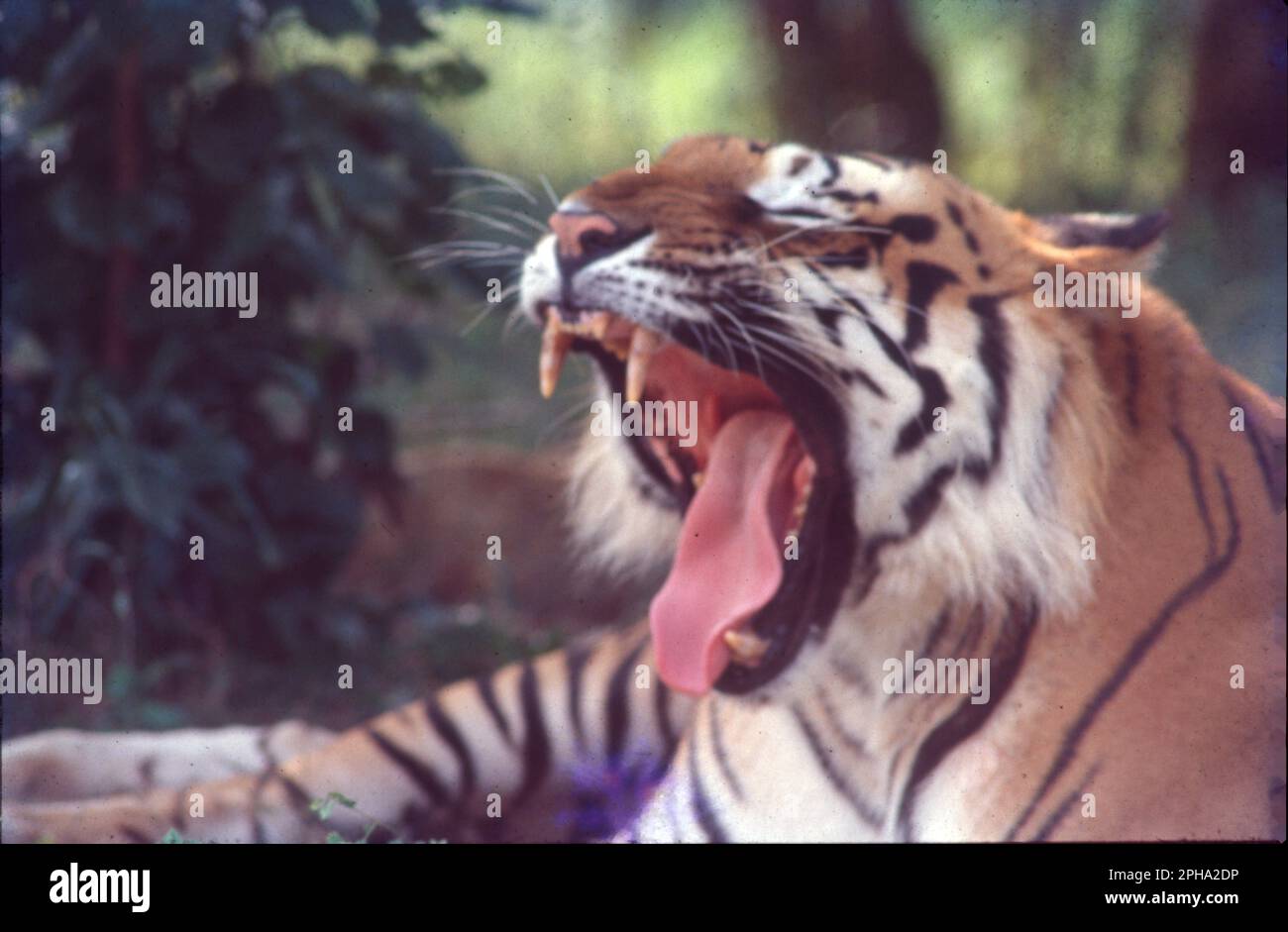 En Inde, les tigres représentent plus de 70 % de la population mondiale ...