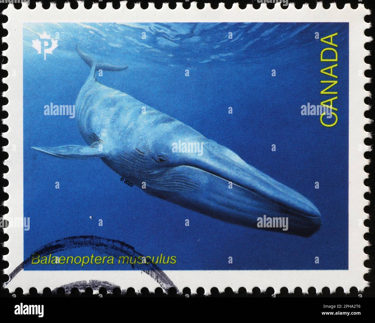 Baleine bleue Banque de photographies et d’images à haute résolution ...