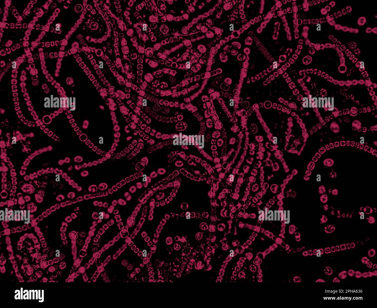 Probiotiques, bactéries lactiques. Bactéries et micro-organismes ...