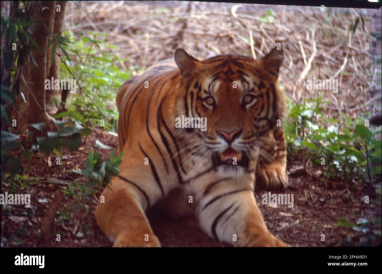 En Inde, les tigres représentent plus de 70 % de la population mondiale ...