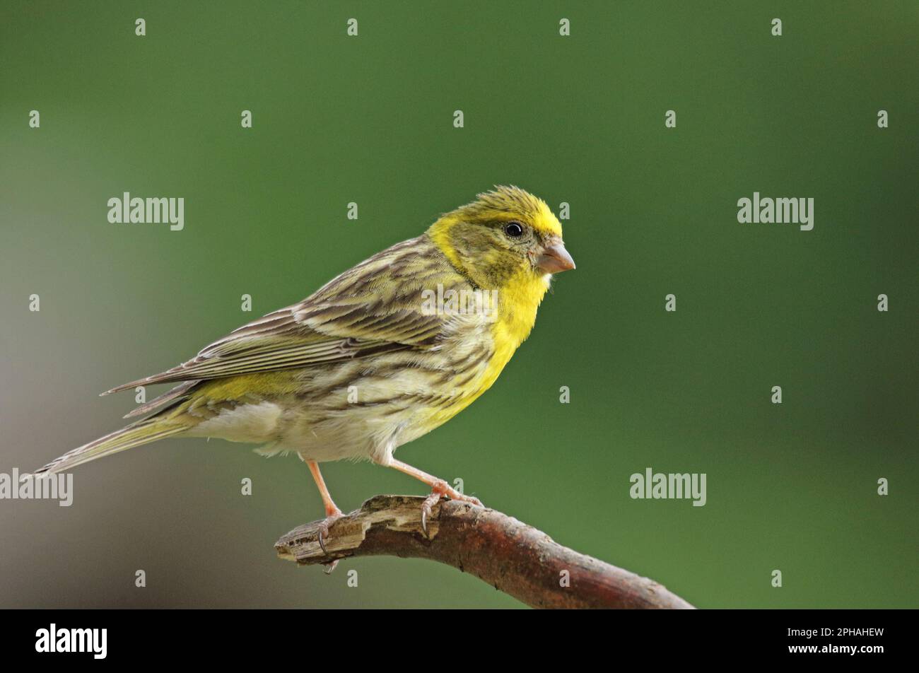 Serinus serinus Banque de photographies et d’images à haute résolution ...