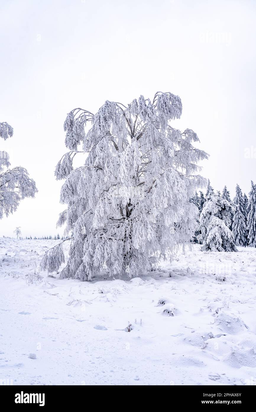 Un majestueux arbre recouvert de neige se dresse dans un paysage ...