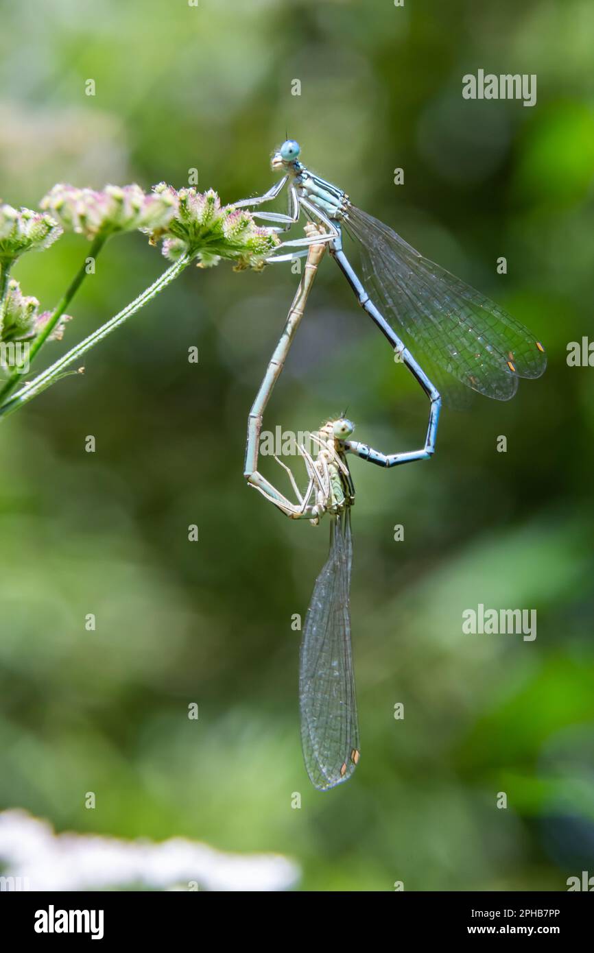 Libellules accouplement sur feuille Banque de photographies et d’images ...