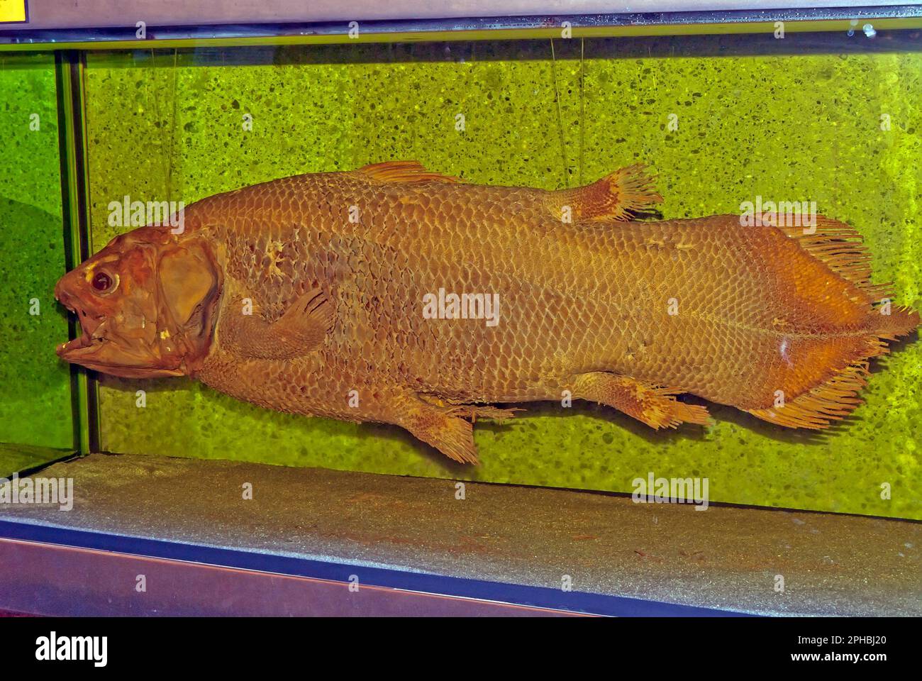 Coelacanth fossil Banque de photographies et d’images à haute ...