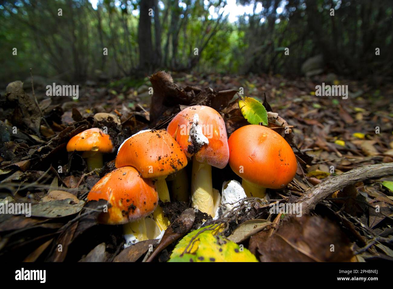 Amanita césarée aux différents stades de développement, Amanita Cæsarea ...