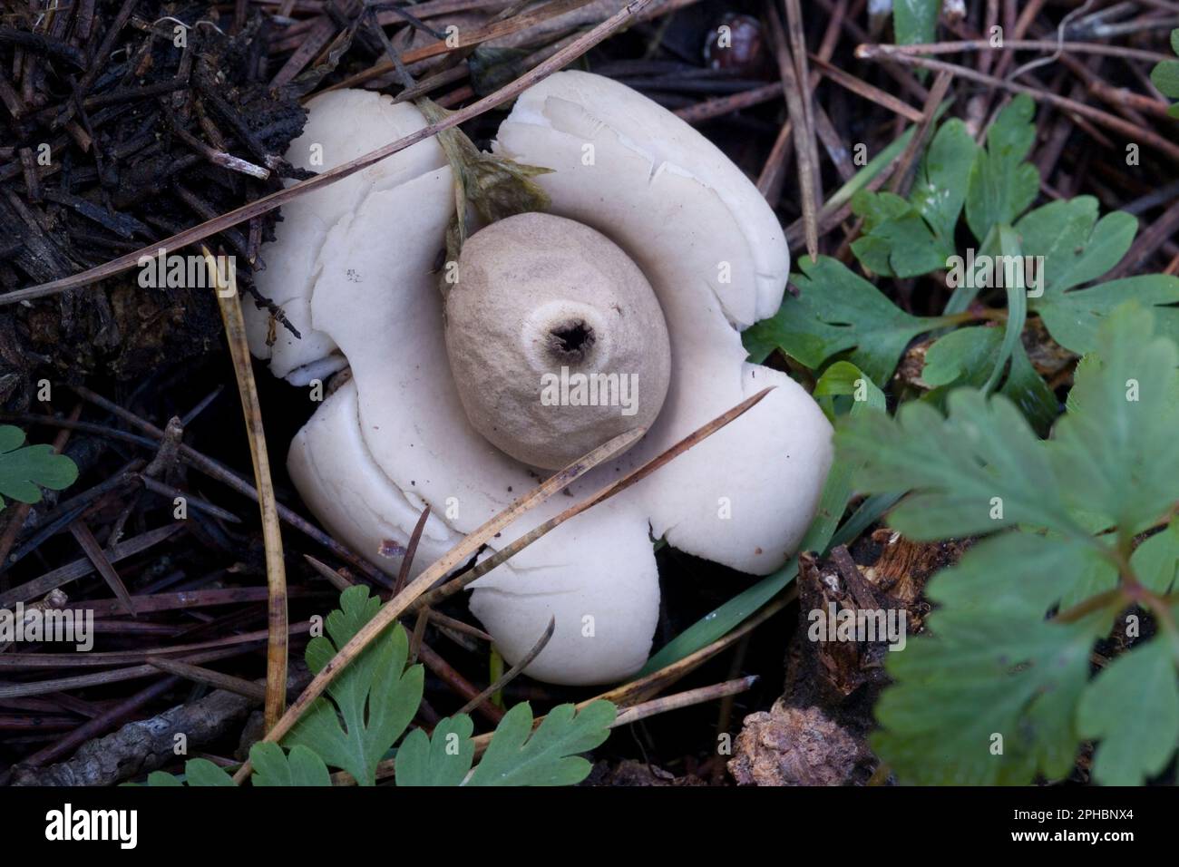 Geastrum sp Banque de photographies et d’images à haute résolution - Alamy