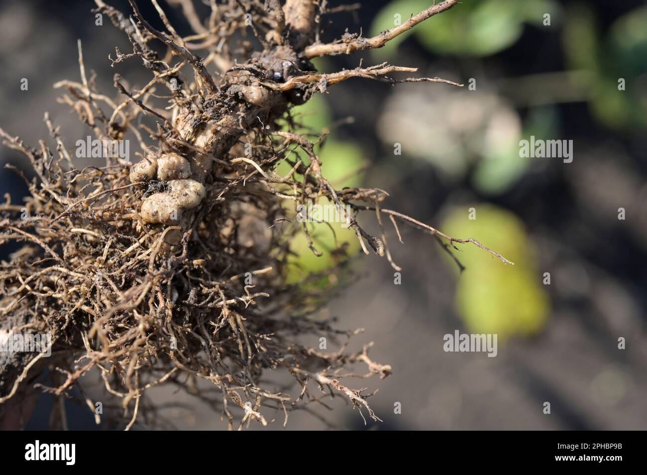 Plante fixatrice d'azote Banque de photographies et d’images à haute ...