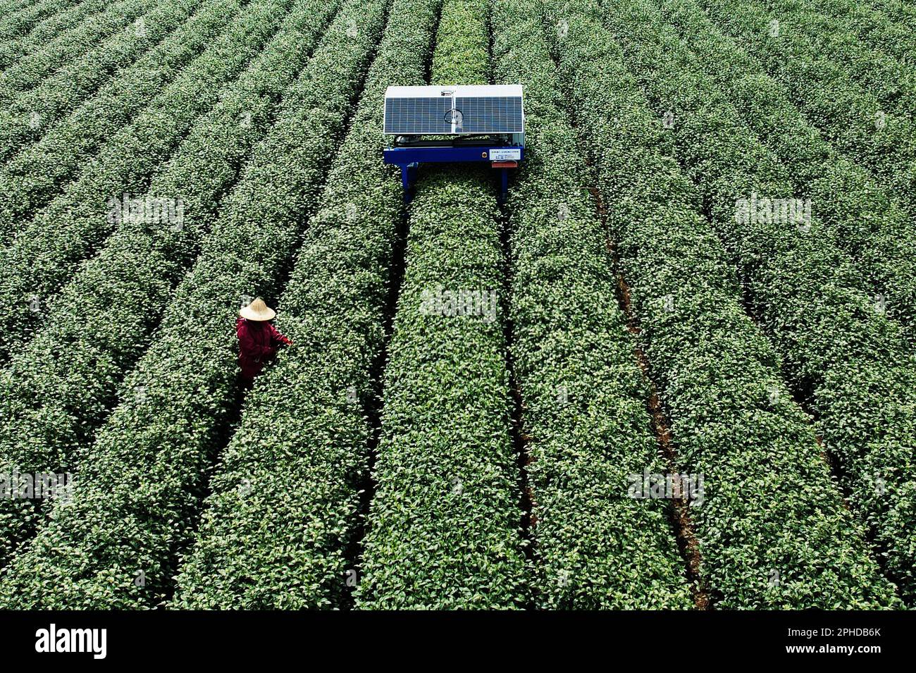 HANGZHOU, CHINE - 28 MARS 2023 - un robot de cueillette de thé ai ...