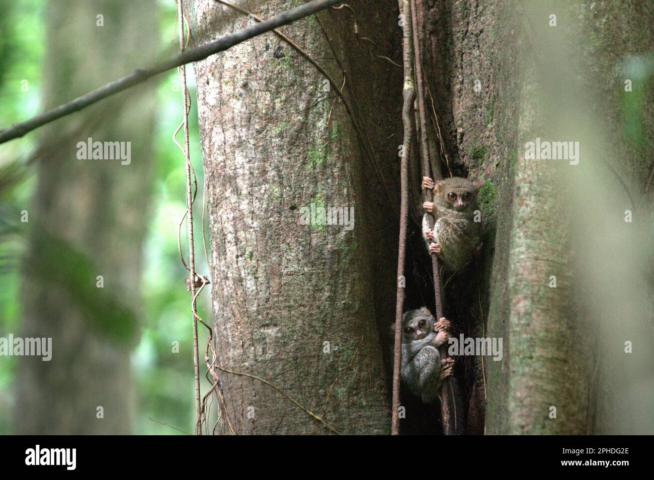 Changement de comportement plus tarsier Banque de photographies et d ...