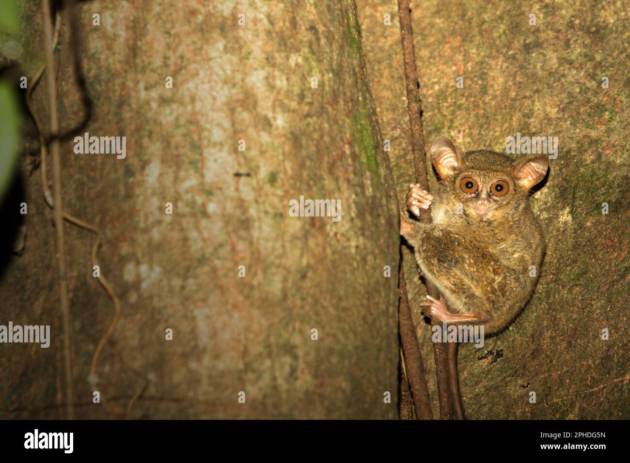 Un tarsier spectral de Gursky (Tarsius spectrumgurskyae) est ...