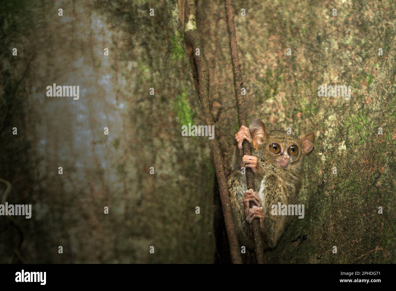 Un tarsier spectral de Gursky (Tarsius spectrumgurskyae) est ...