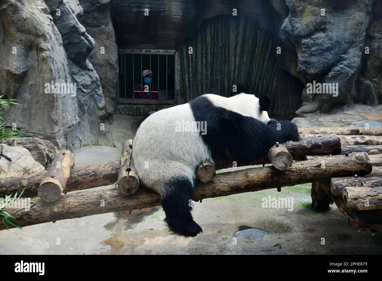 PÉKIN, CHINE - 28 MARS 2023 - les visiteurs regardent le géant panda ...