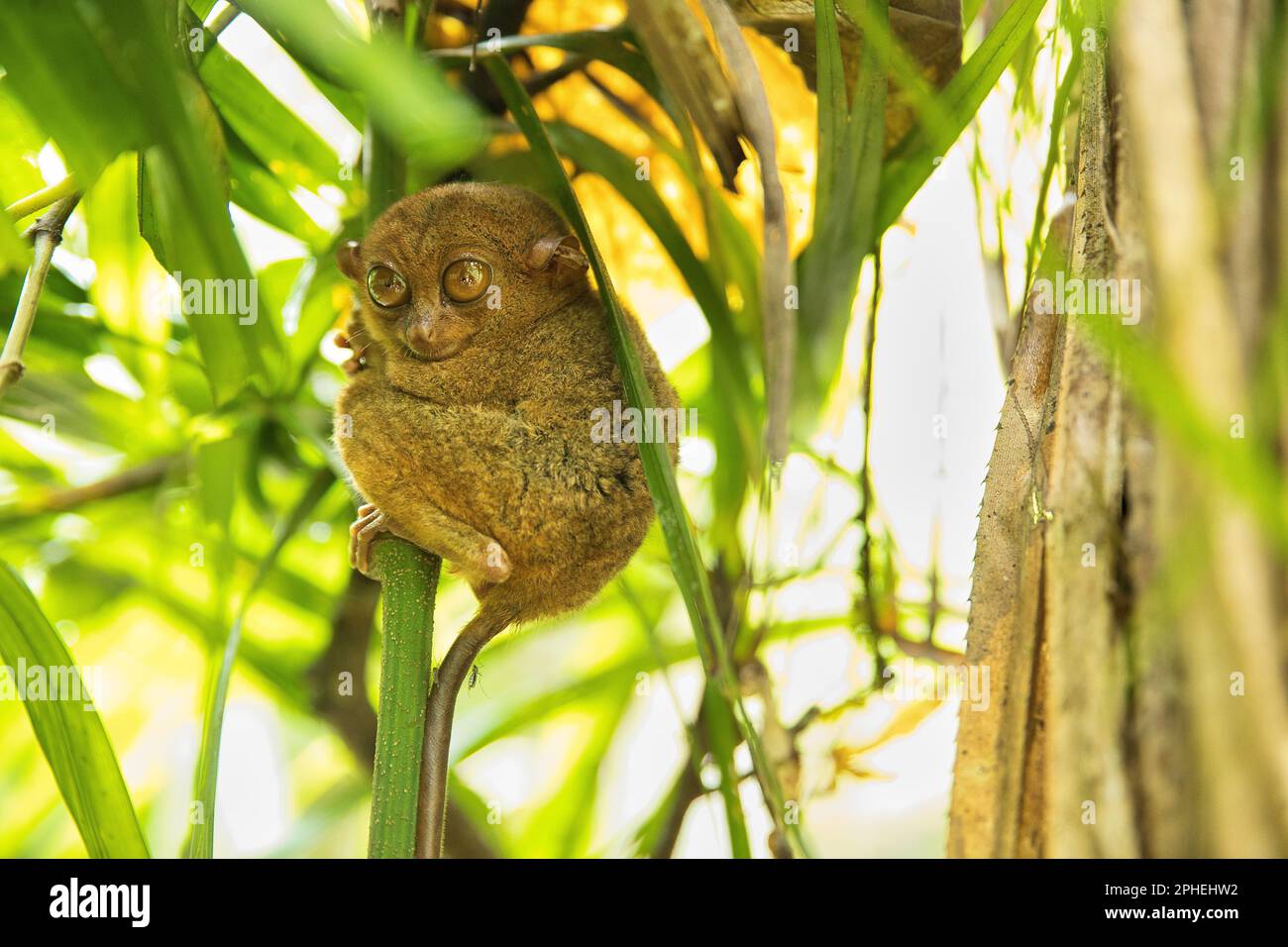 Corps entier gros plan d'un tarsier tenant sur un tronc mince, ses ...