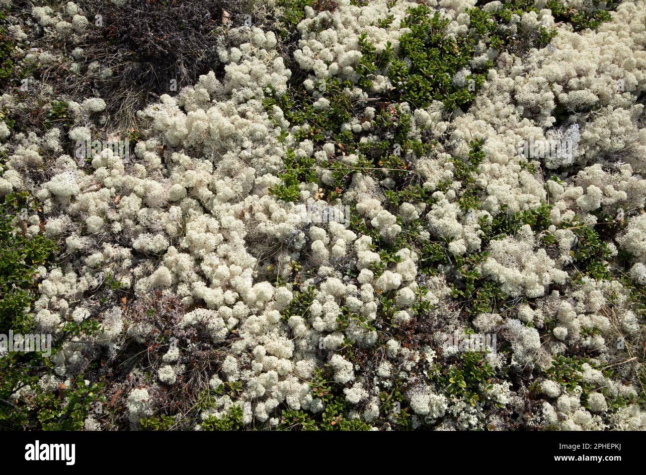 Echte rentierflechte Banque de photographies et d’images à haute ...