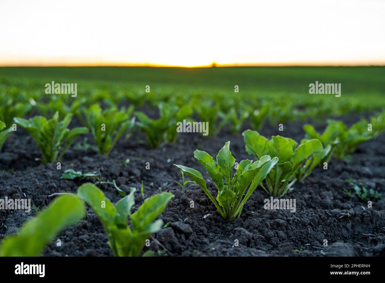 Plantes de betterave poussant en rangée sur le champ agricole. Rangée ...