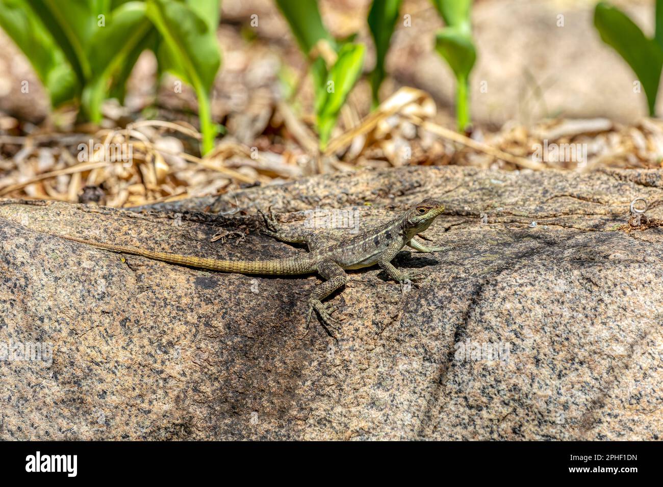 Lézard à queue épineuse madagascar Banque de photographies et d’images ...