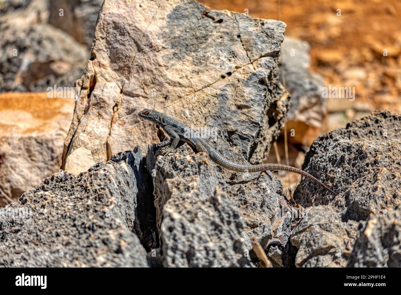 Lézard à queue épineuse madagascar Banque de photographies et d’images ...