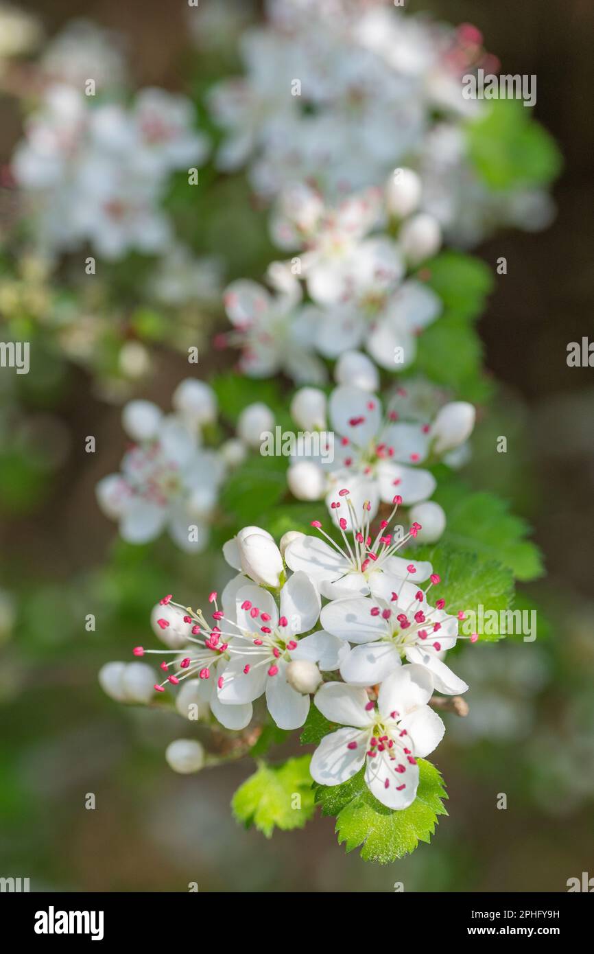 Crataegus marshallii Banque de photographies et d’images à haute ...
