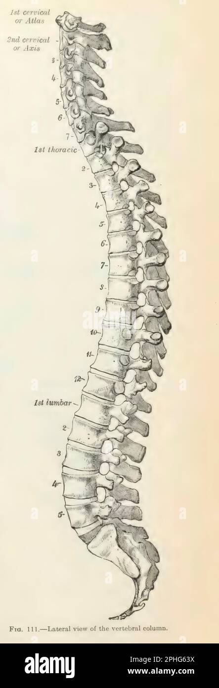 Anatomie du corps humain, écrite par Henry Gray, illustrée par Henry ...