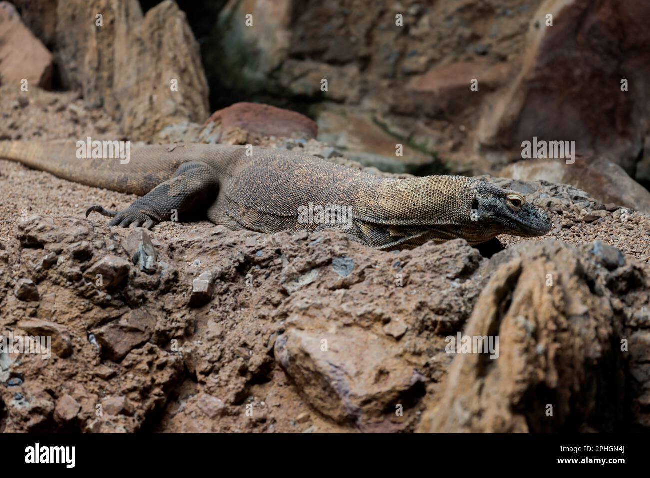 Ora, 13 ans, dragon de Komodo femelle, mère de cinq dragons de Komodo d ...