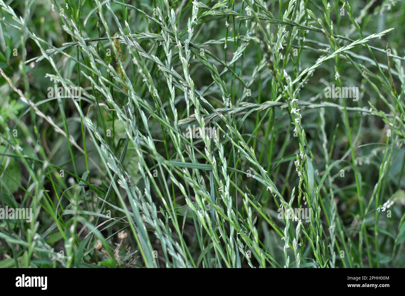 Lolium perenne Banque de photographies et d’images à haute résolution ...