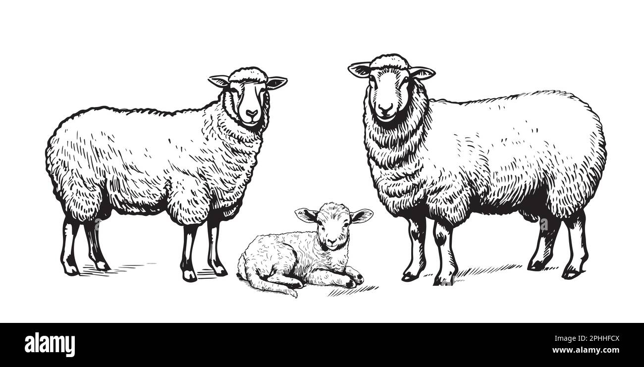 Agneau de dessin animé Banque d'images noir et blanc - Page 2 - Alamy