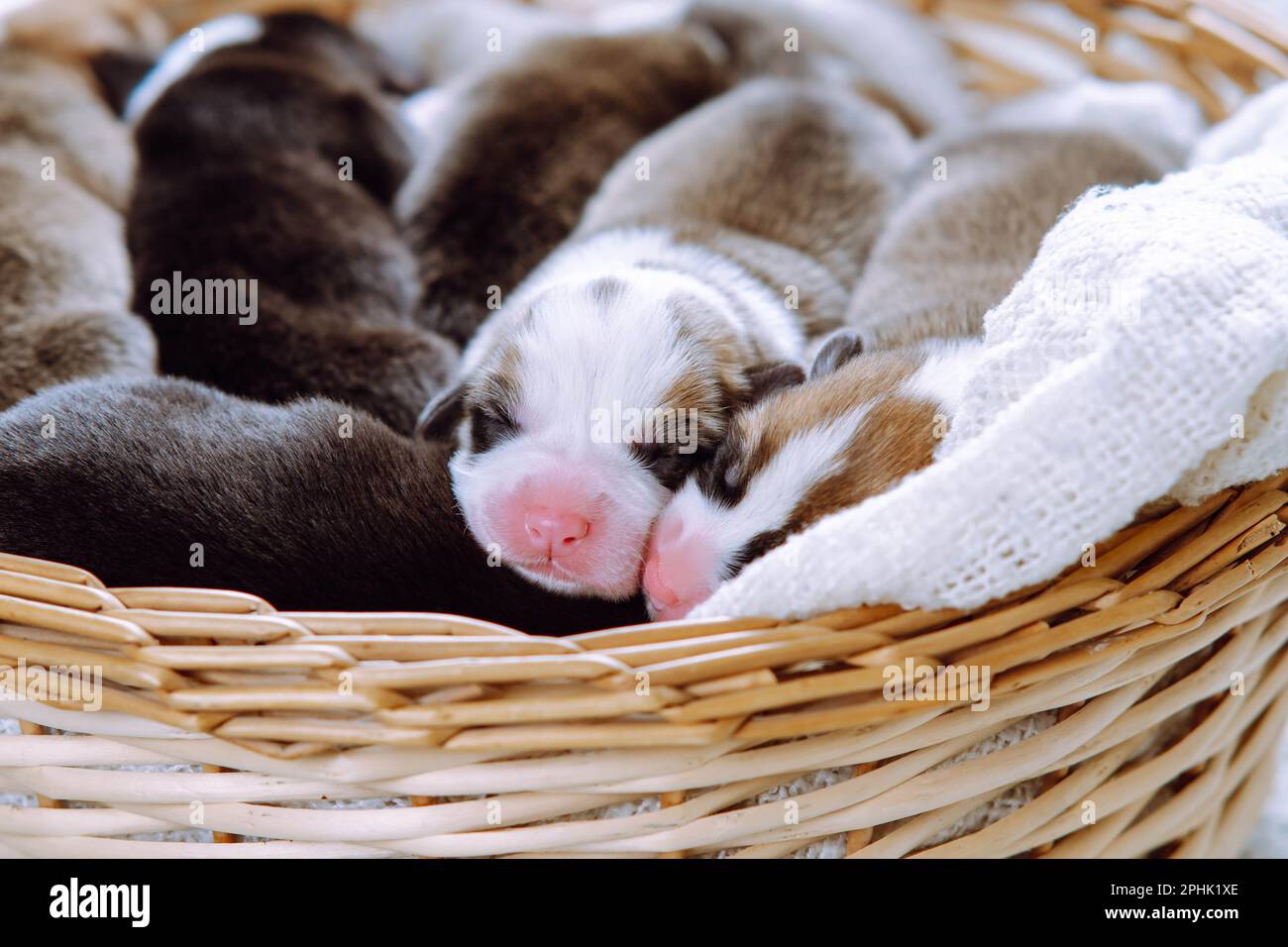 Portrait de plusieurs adorables chiots de deux mois de chien pembroke ...