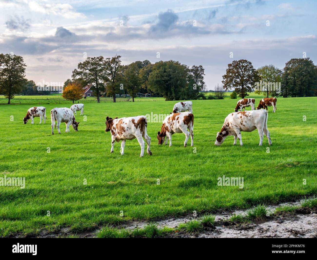 Troupeau de vaches laitières roussâtres âgées de 1 ans qui broutage dans les pâturages à la ...