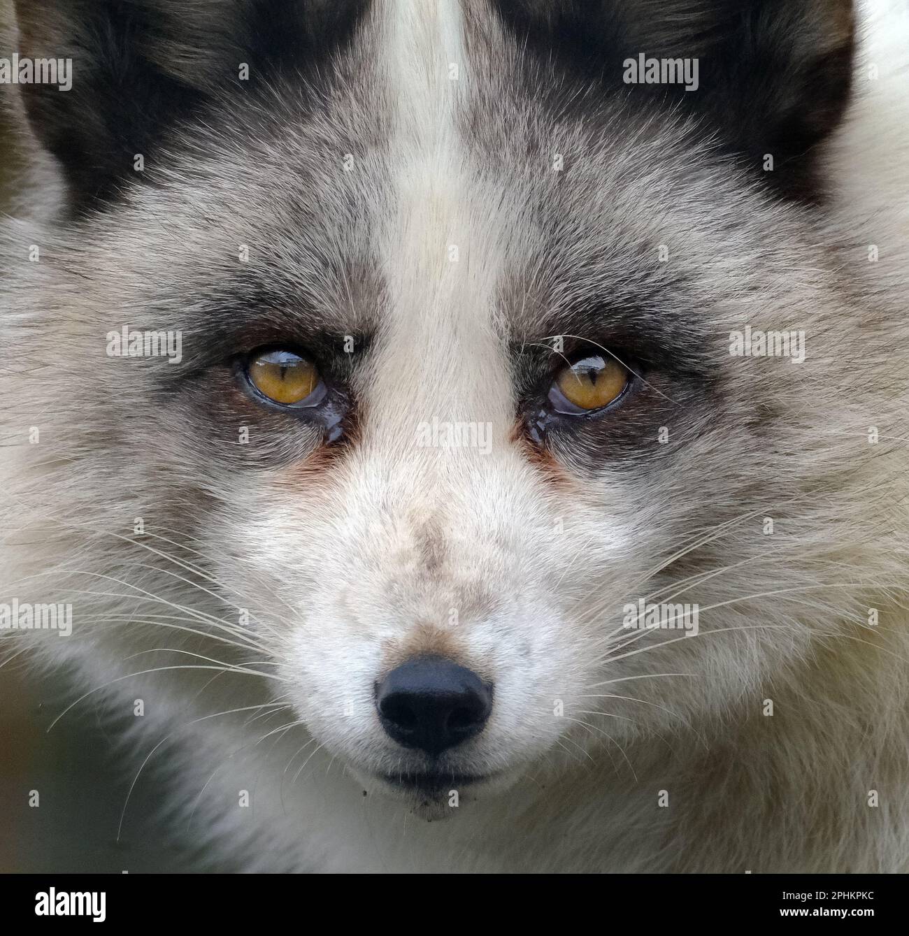 Renard platine. Le renard roux (Vulpes vulpes) présente une variété de ...