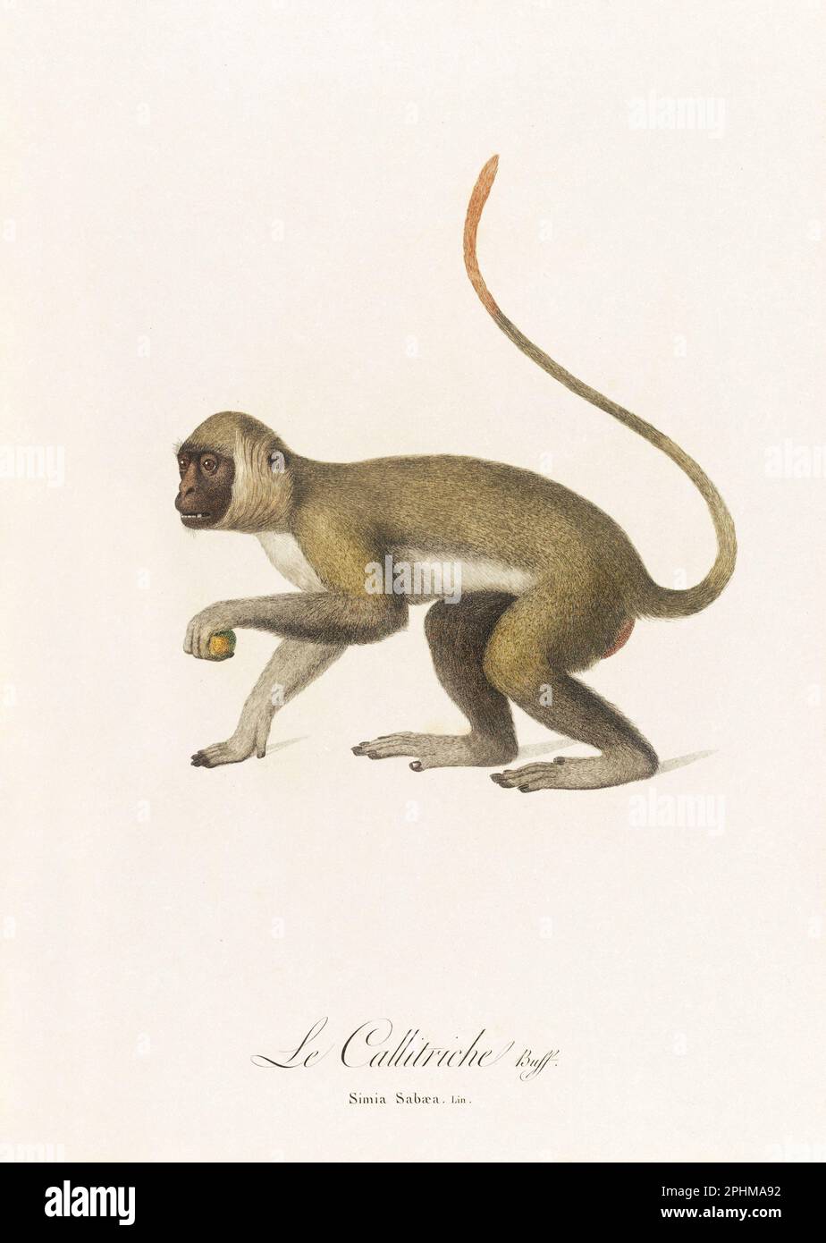 Monkey illustration Banque de photographies et d’images à haute ...