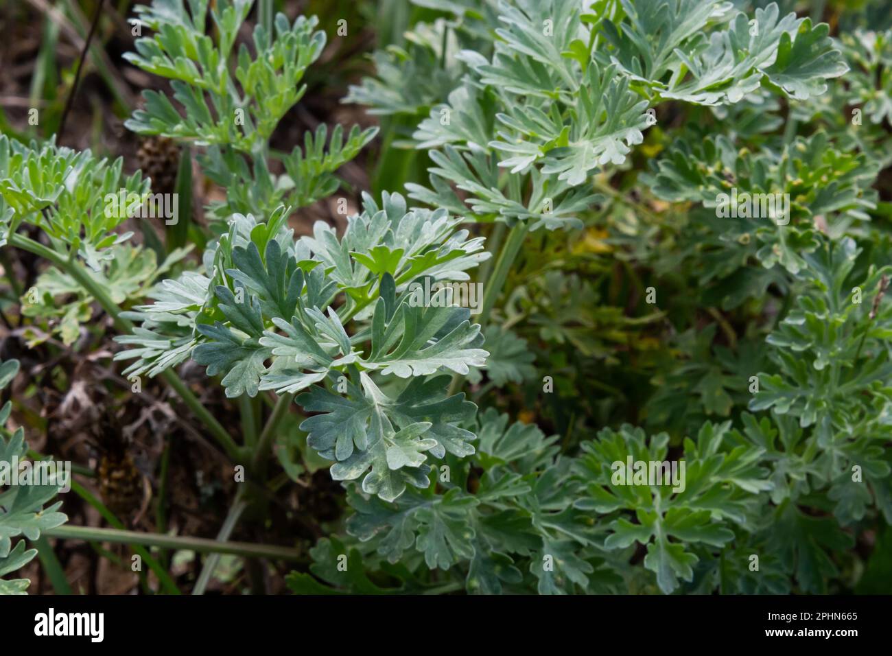 Artemisia absinthium est une plante vivace de la famille des aster. Médical, alimentaire ...