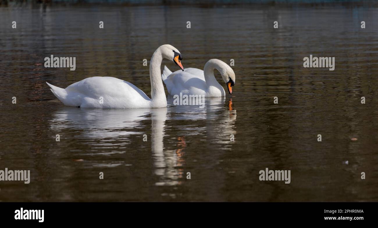 Des cygnes romantiques blancs nagent dans le lac du parc de la ville. Les cygnes nobles blancs ...
