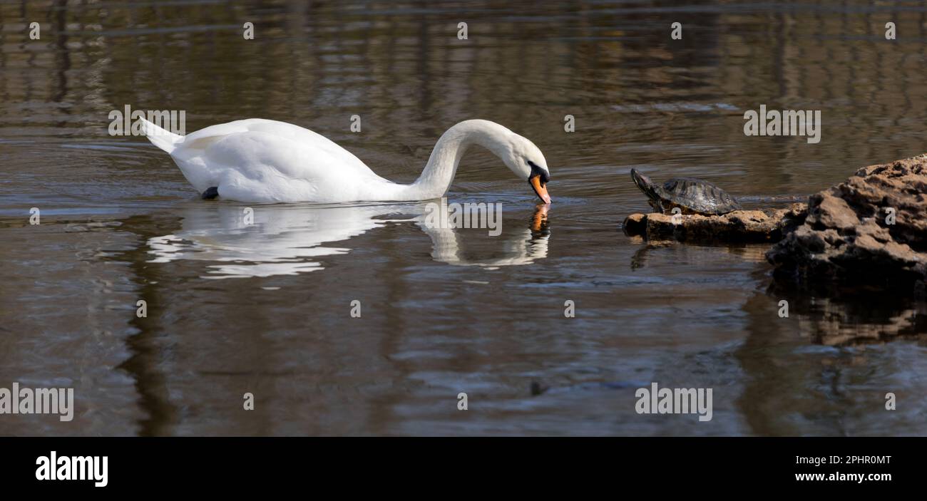 Des cygnes romantiques blancs nagent dans le lac du parc de la ville. Les cygnes nobles blancs ...