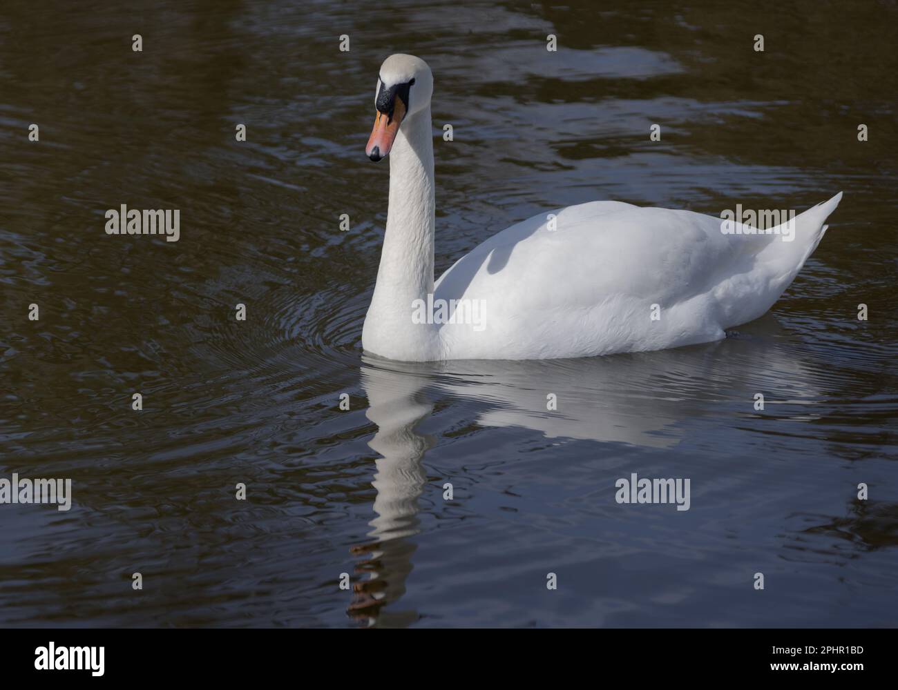 Des cygnes romantiques blancs nagent dans le lac du parc de la ville. Les cygnes nobles blancs ...