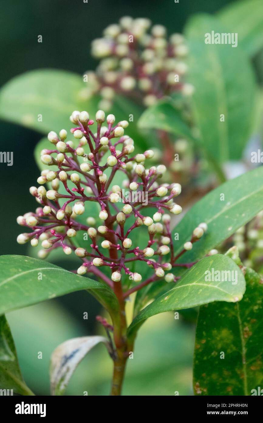 Japanese skimmia japonica Banque de photographies et d’images à haute ...