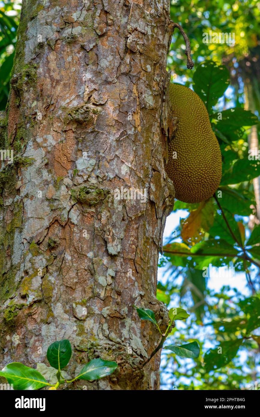 Jack fruit tree sri lanka Banque de photographies et d’images à haute ...
