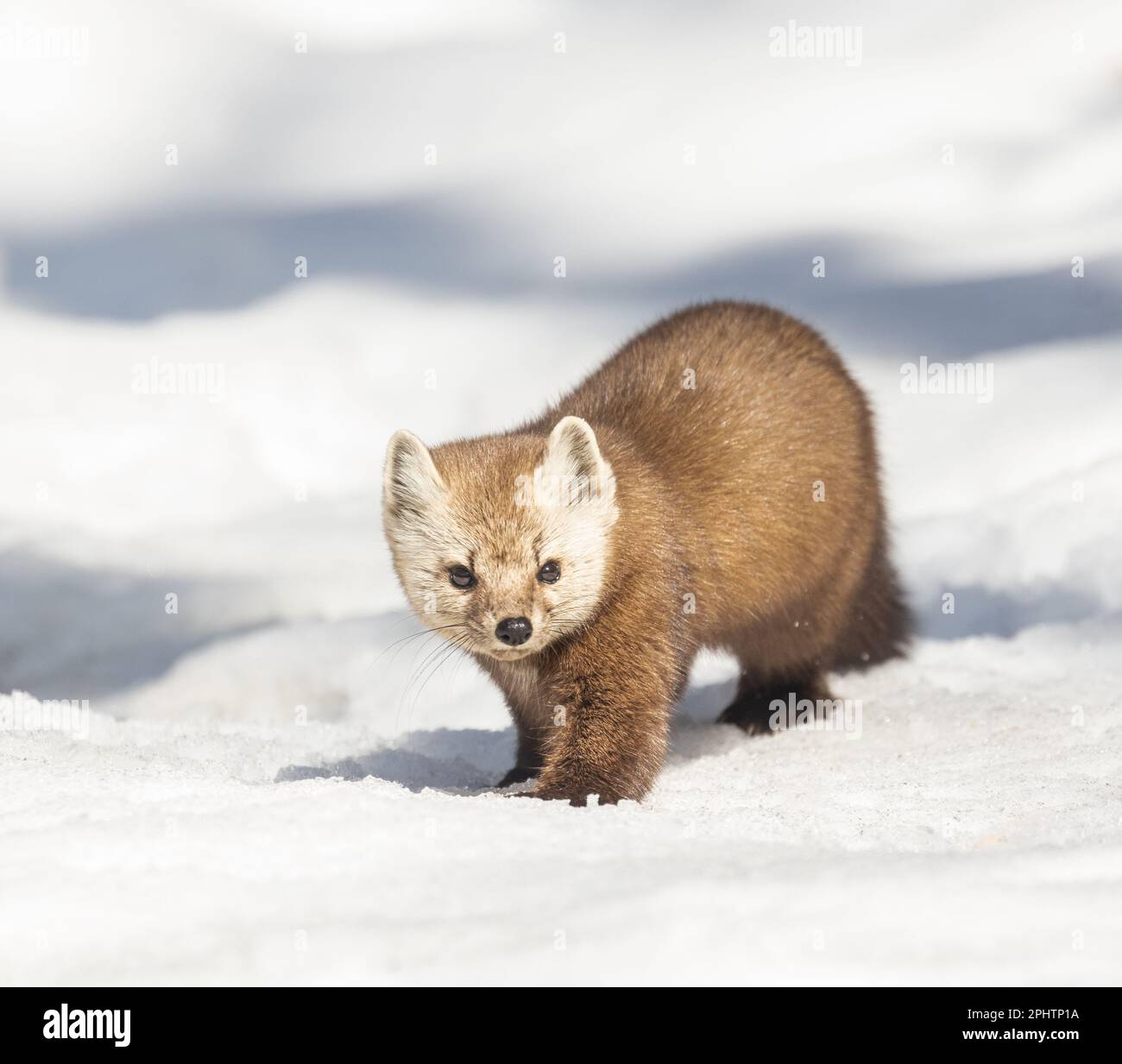 Une martre d'Amérique dans la neige au printemps dans le parc Algonquin ...