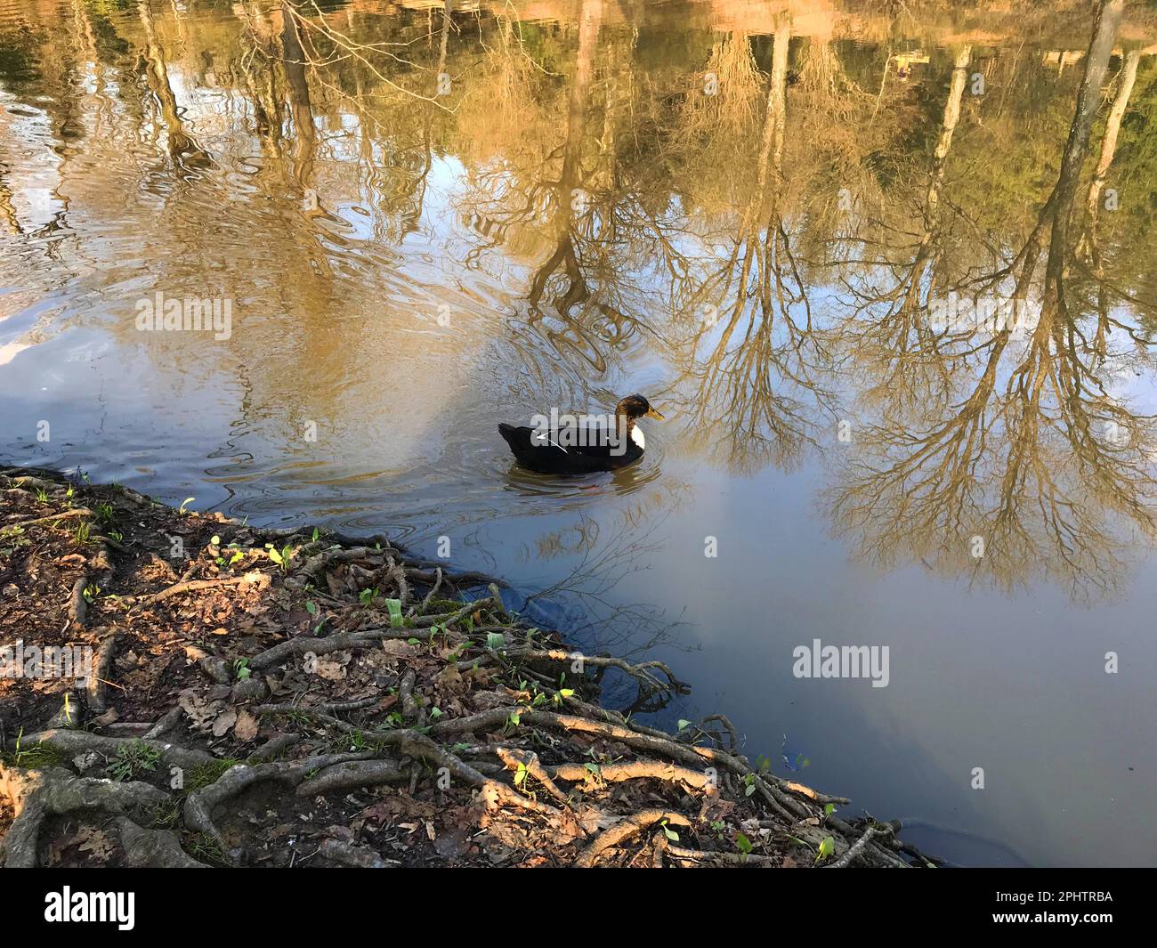 Ataturk arboretumu Banque de photographies et d’images à haute ...