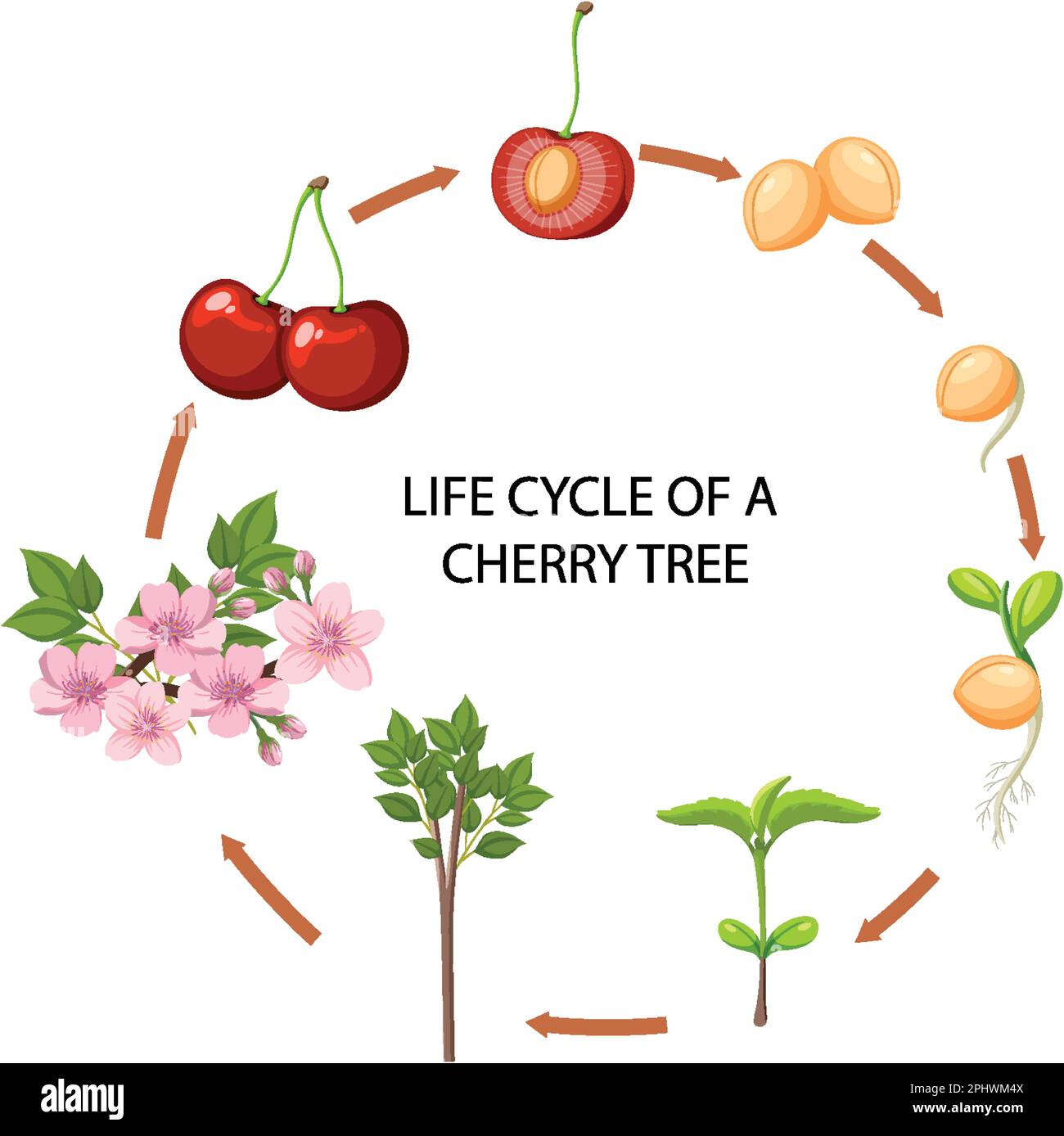 Illustration du cycle de vie d'un cerisier Image Vectorielle Stock - Alamy