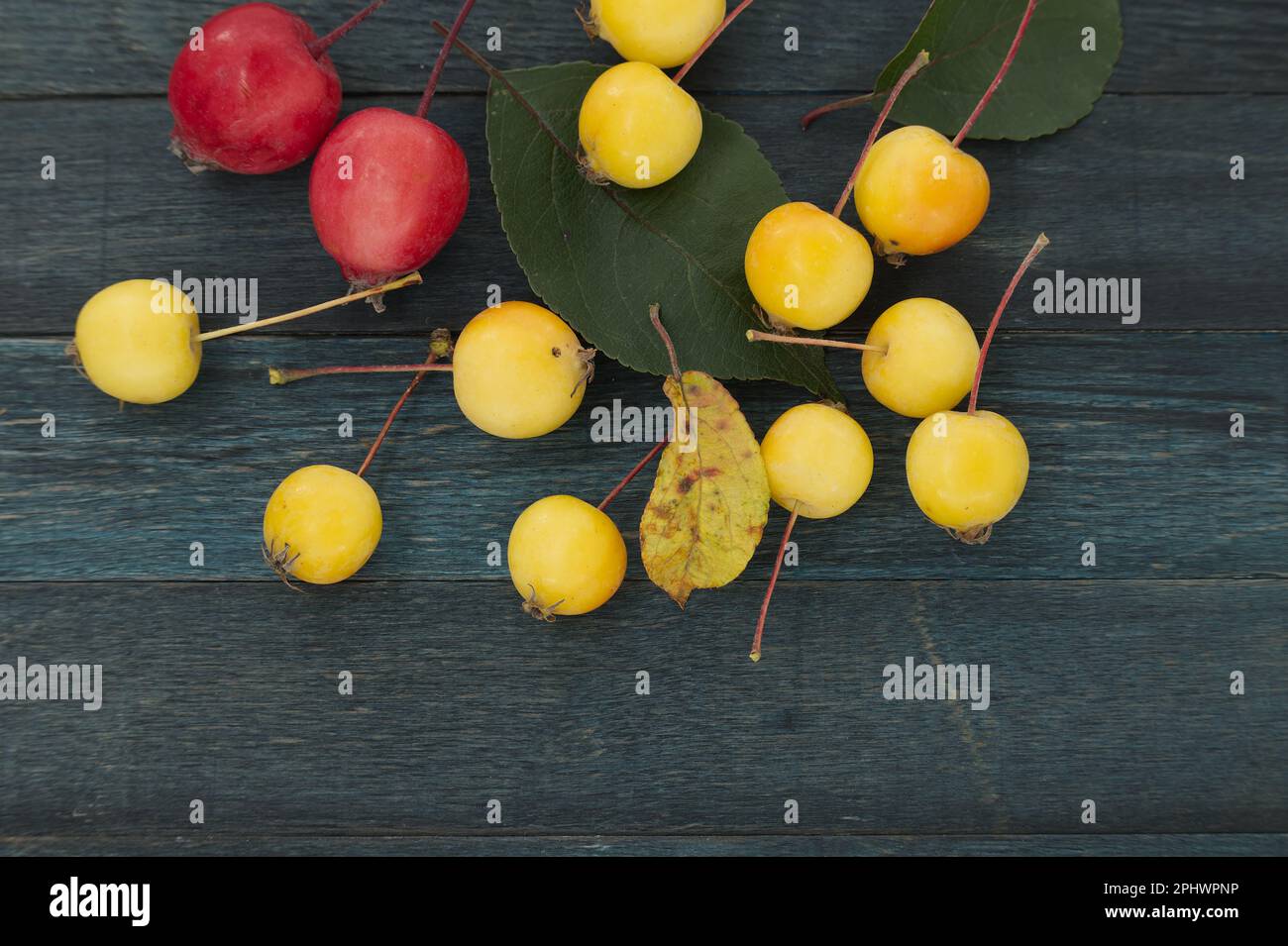Pomme jaune de crabe européen ou pomme sauvage (Malus sylvestris) et ...