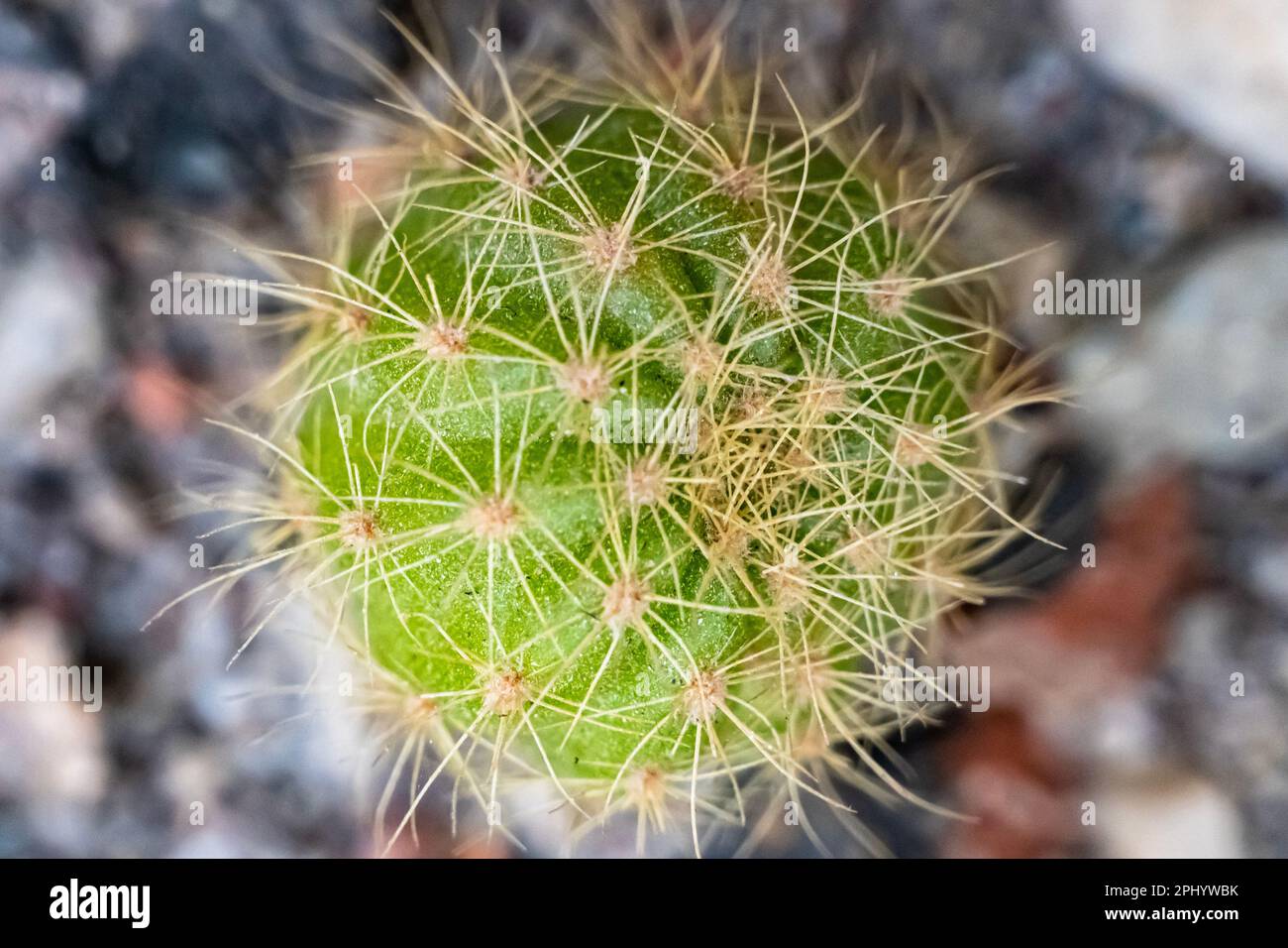 Espèces de cactus du genre Echinopsis. Vue macro d'une plante de cactus ...
