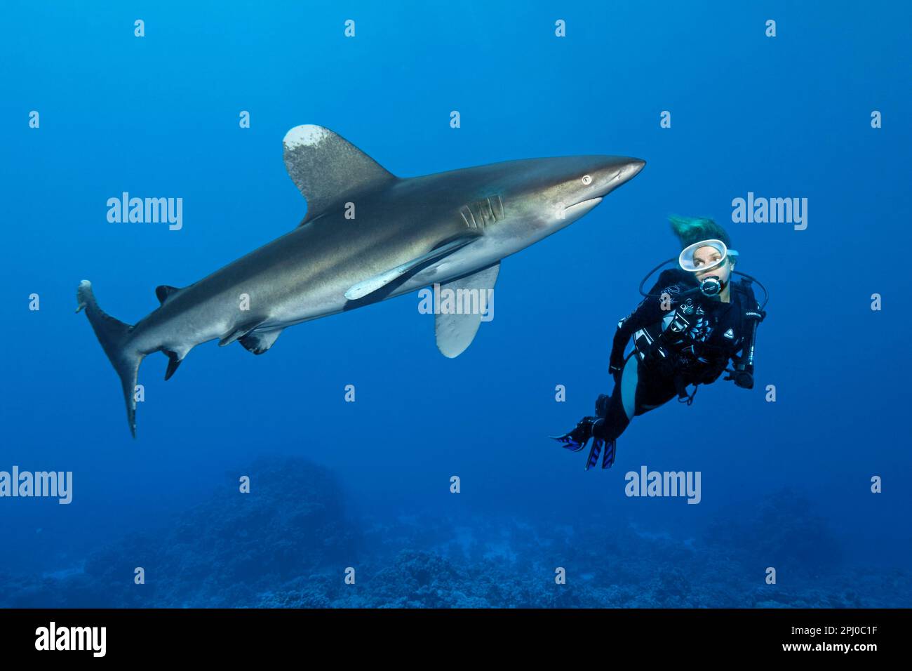 Plongée sous-marine observant le requin blanc océanique (Carcharhinus ...