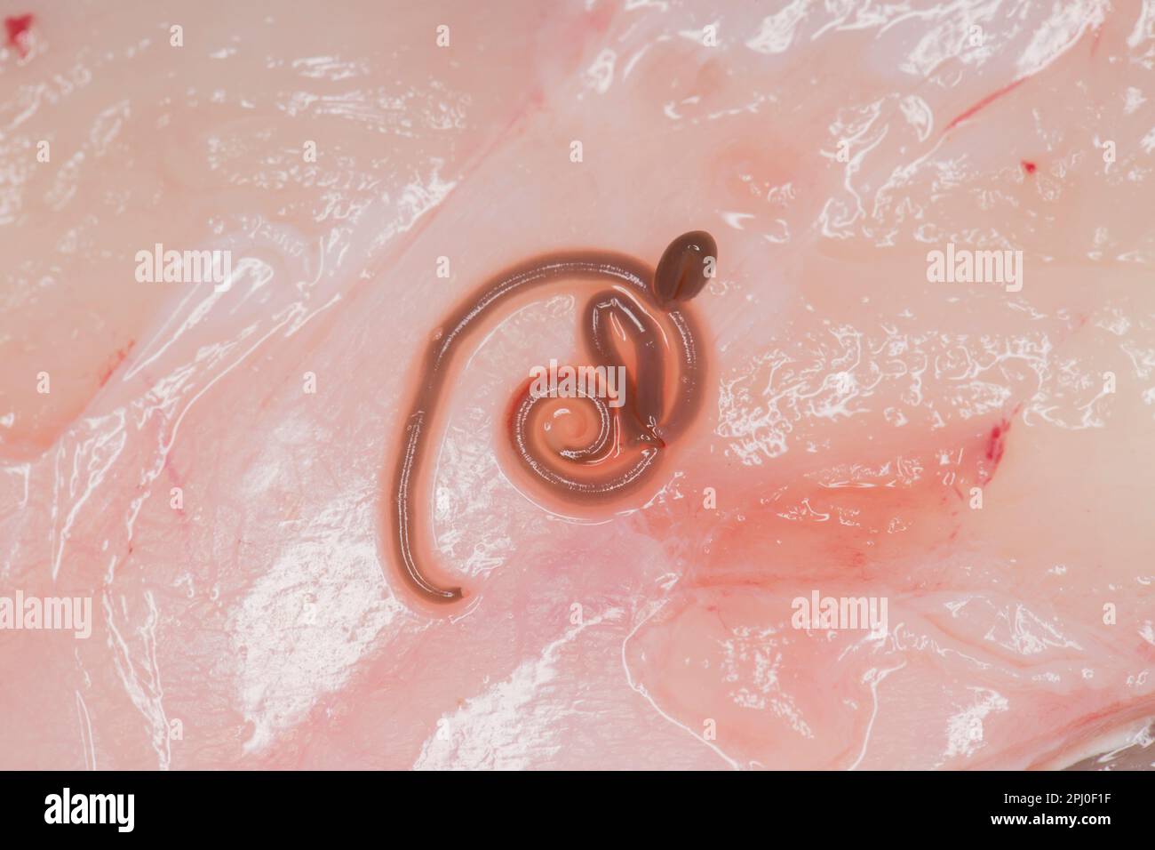 Un ver nématode anisakide parasite qui a été enlevé de la chair brute ...