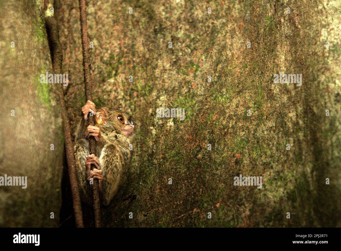 Jouer un rôle Banque de photographies et d’images à haute résolution ...