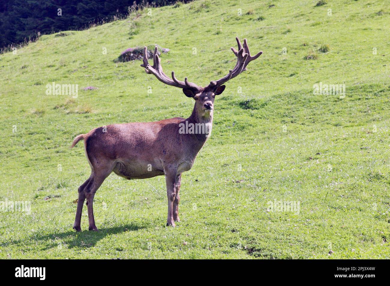 Cerf dans une forêt Banque de photographies et d’images à haute ...