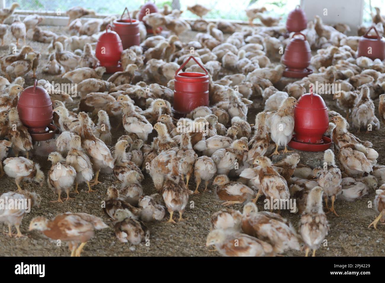 Ferme avicole à Savar, Bangladesh. Parmi tous les sous-secteurs du ...