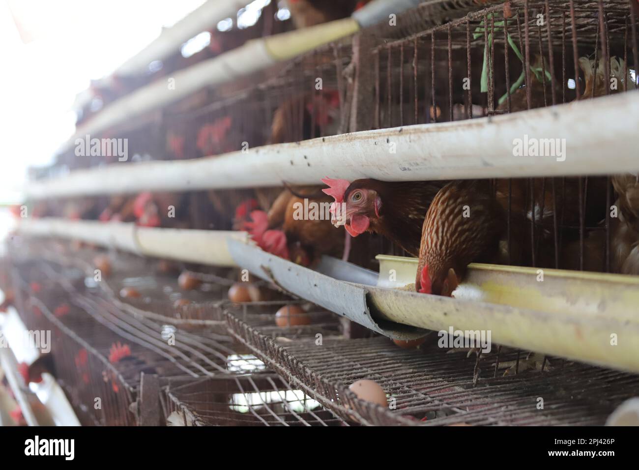 Ferme avicole à Savar, Bangladesh. Parmi tous les sous-secteurs du ...