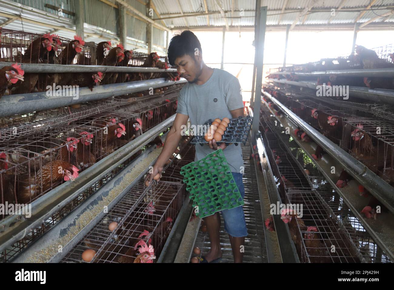 Ferme avicole à Savar, Bangladesh. Parmi tous les sous-secteurs du ...